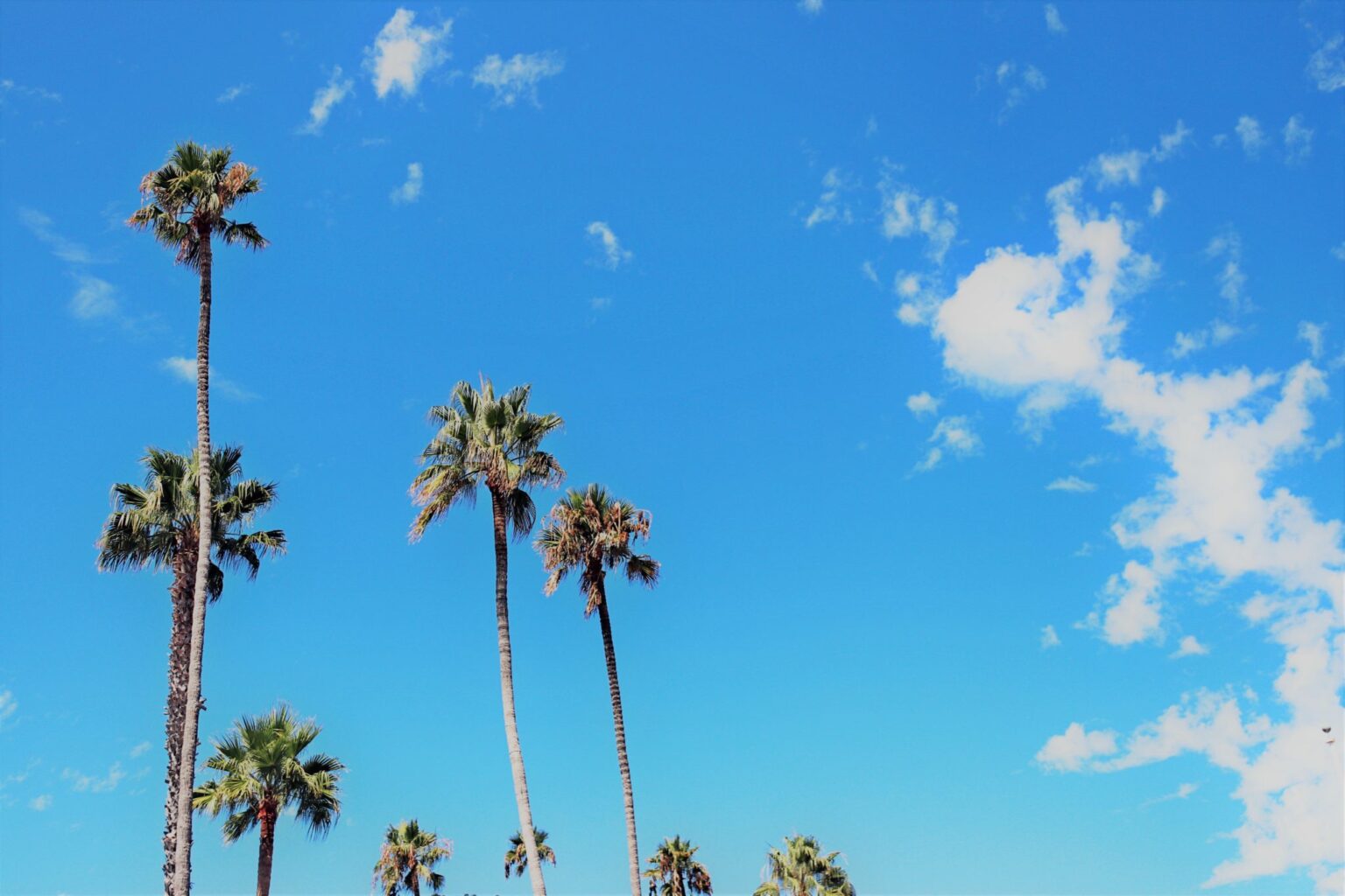 How to Spend One Day on California's Catalina Island - Simply Wander