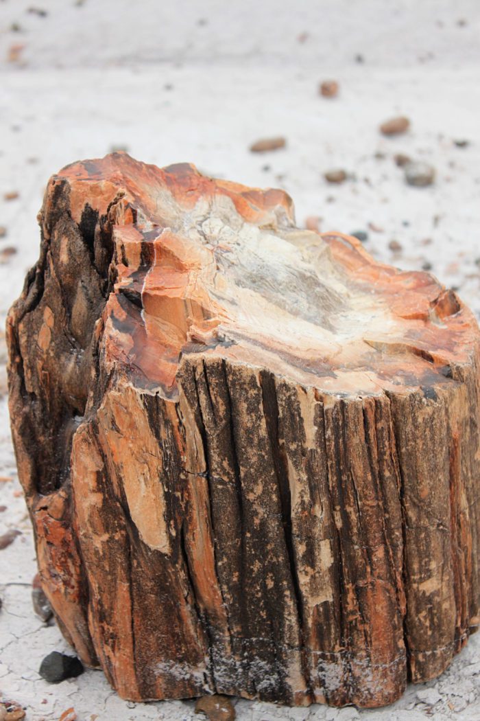 The Petrified Forest National Park: Arizona's Hidden Gem - Simply Wander