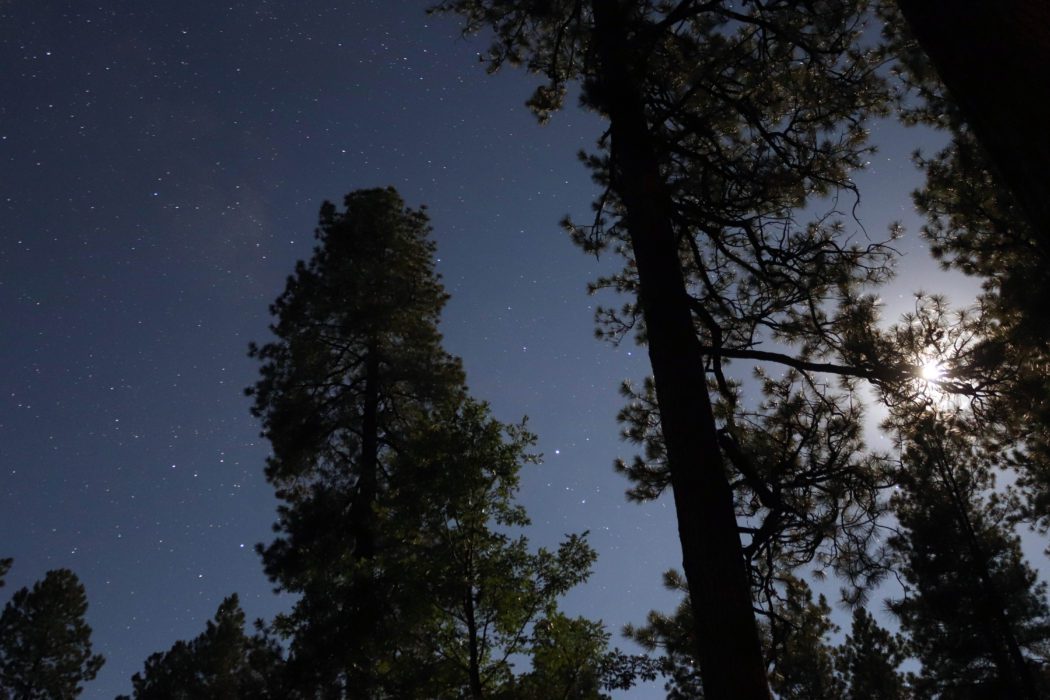 A Local's Guide: Best Things to do in Pinetop Arizona | Simply Wander