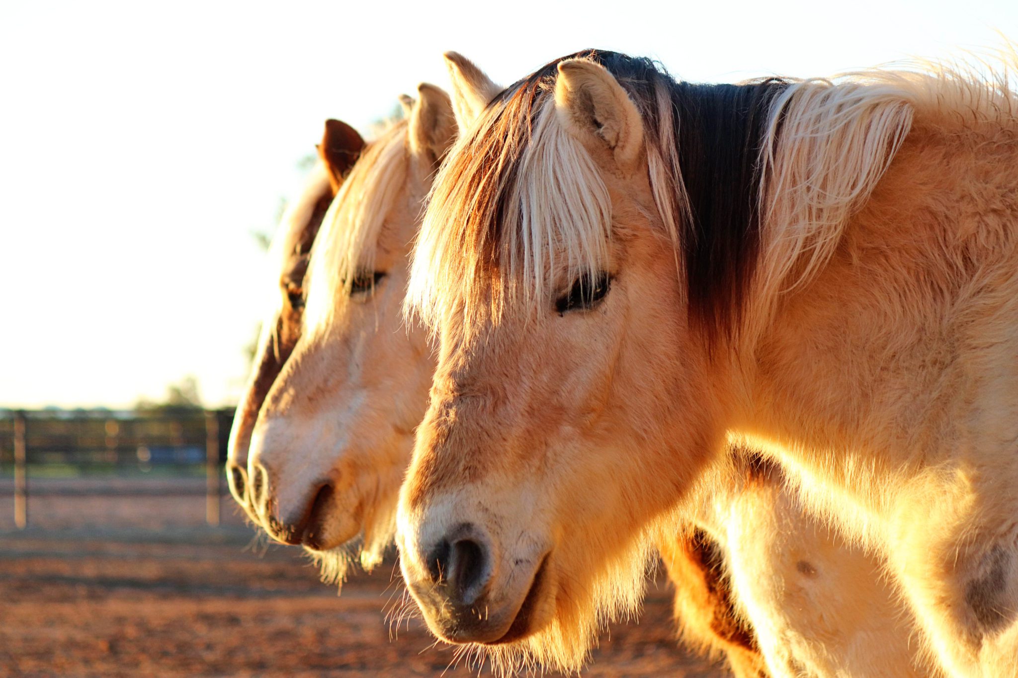 White Stallion Dude Ranch: Arizona's best family vacation - Simply Wander