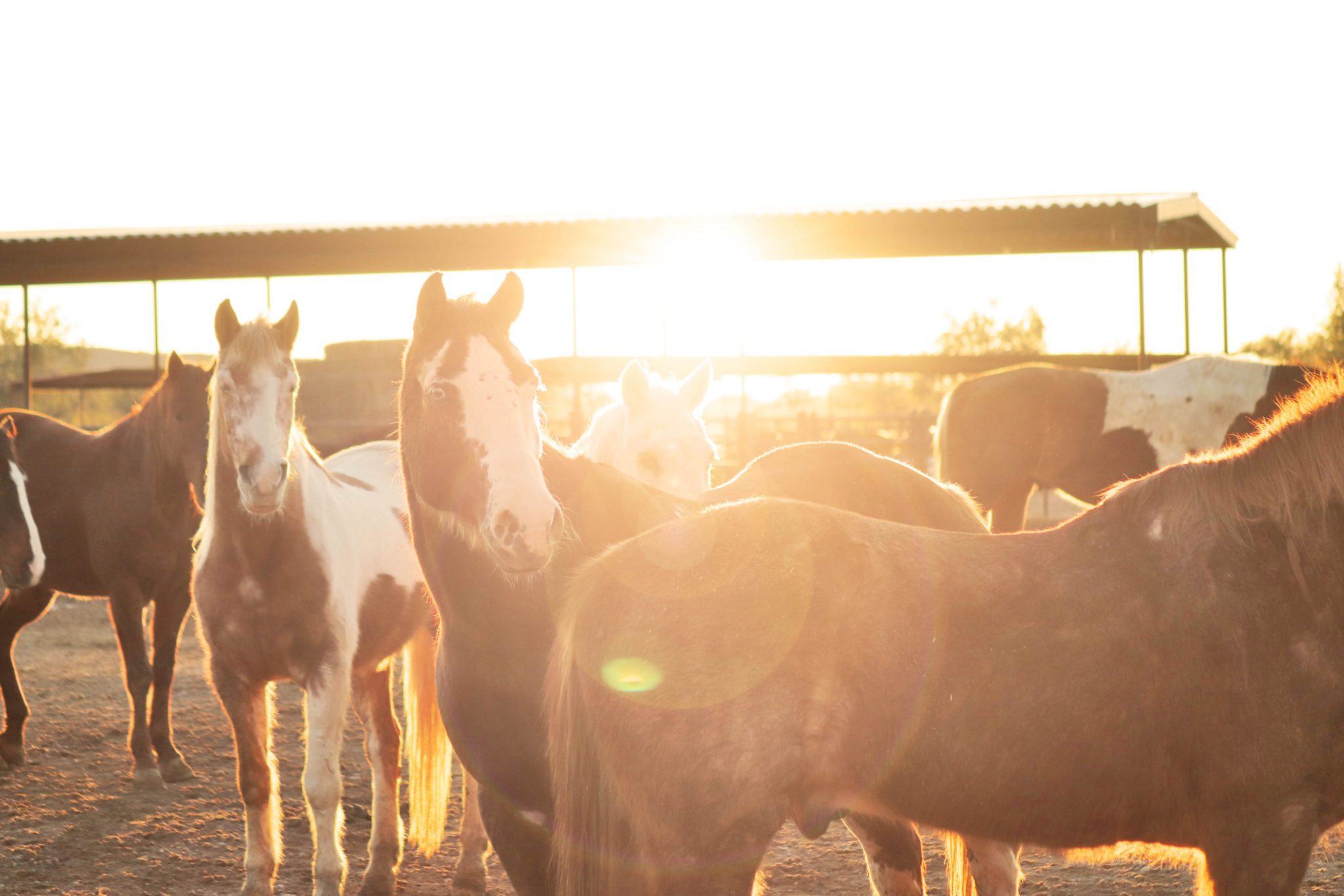 White Stallion Dude Ranch: Arizona's best family vacation - Simply Wander