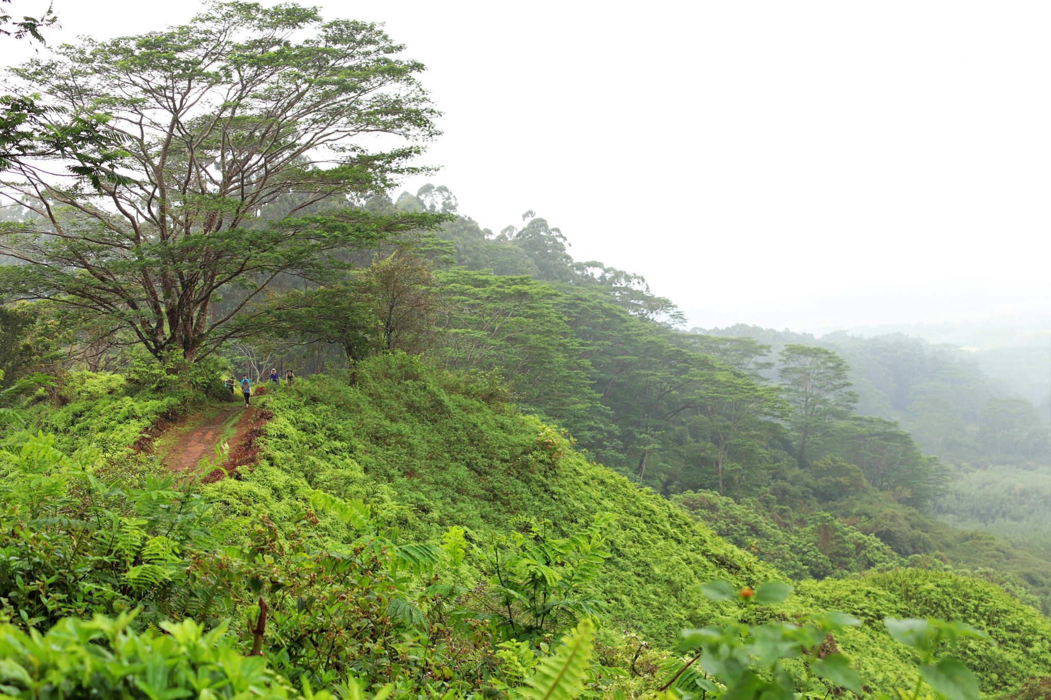 Kauai's Kuilau Ridge Trail Secret Lookout - Simply Wander