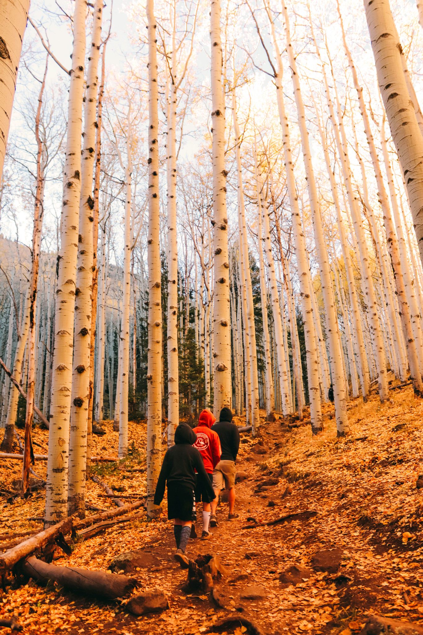 Lockett Meadow: The Best Fall Hike in Arizona | Simply Wander