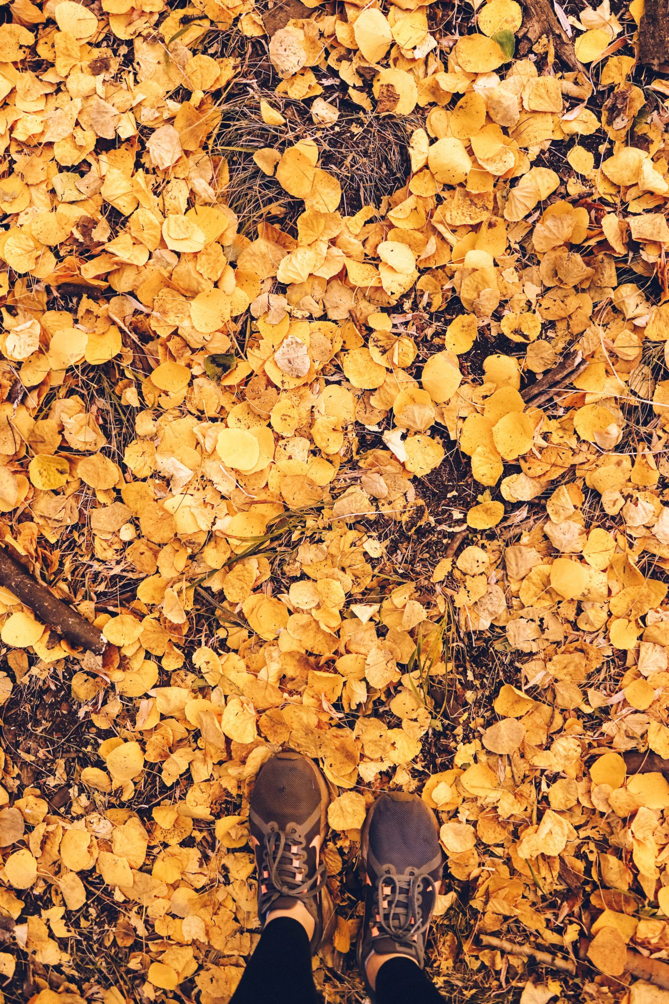 Lockett Meadow: The Best Fall Hike in Arizona | Simply Wander