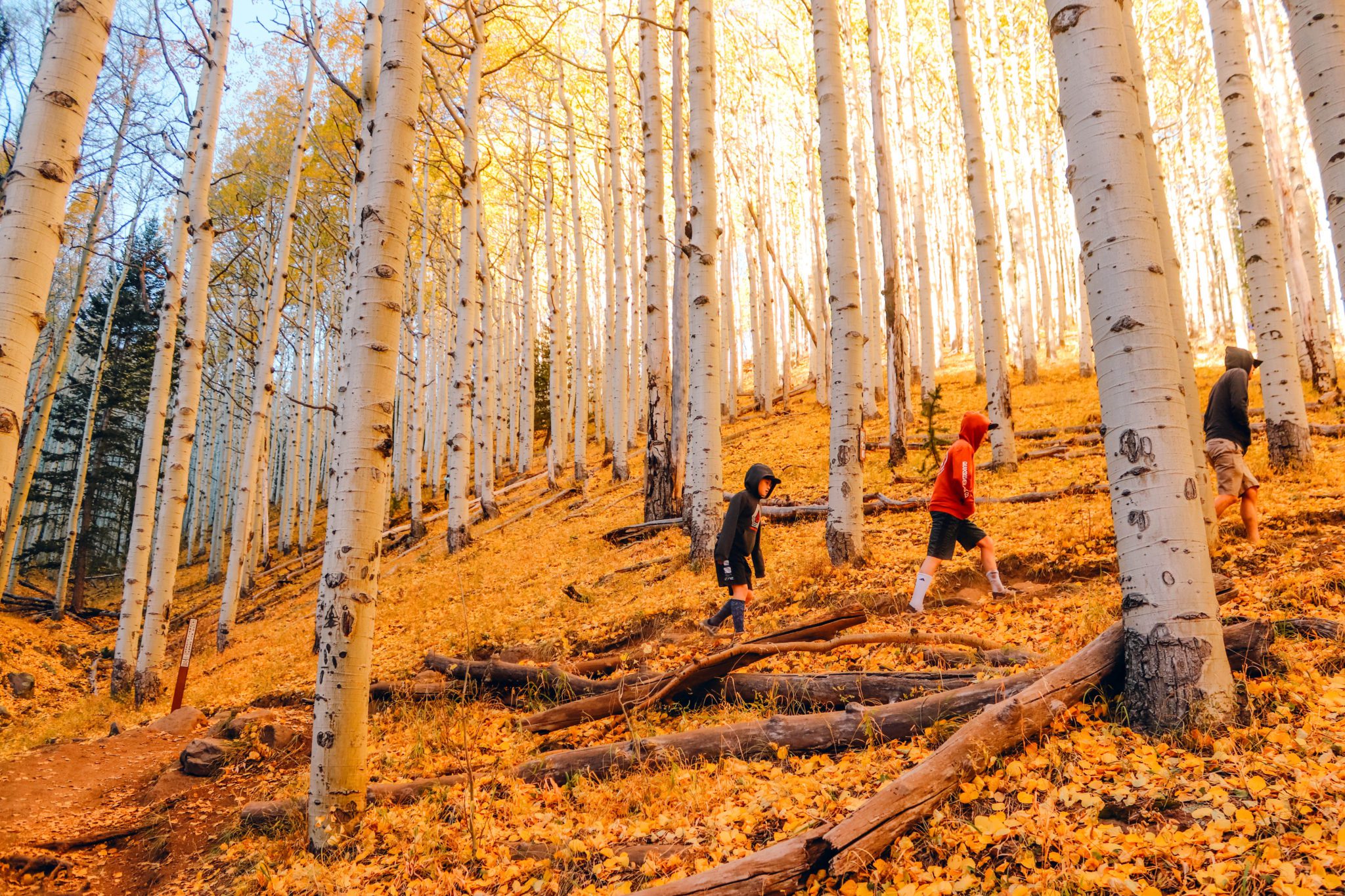 Lockett Meadow: The Best Fall Hike in Arizona | Simply Wander