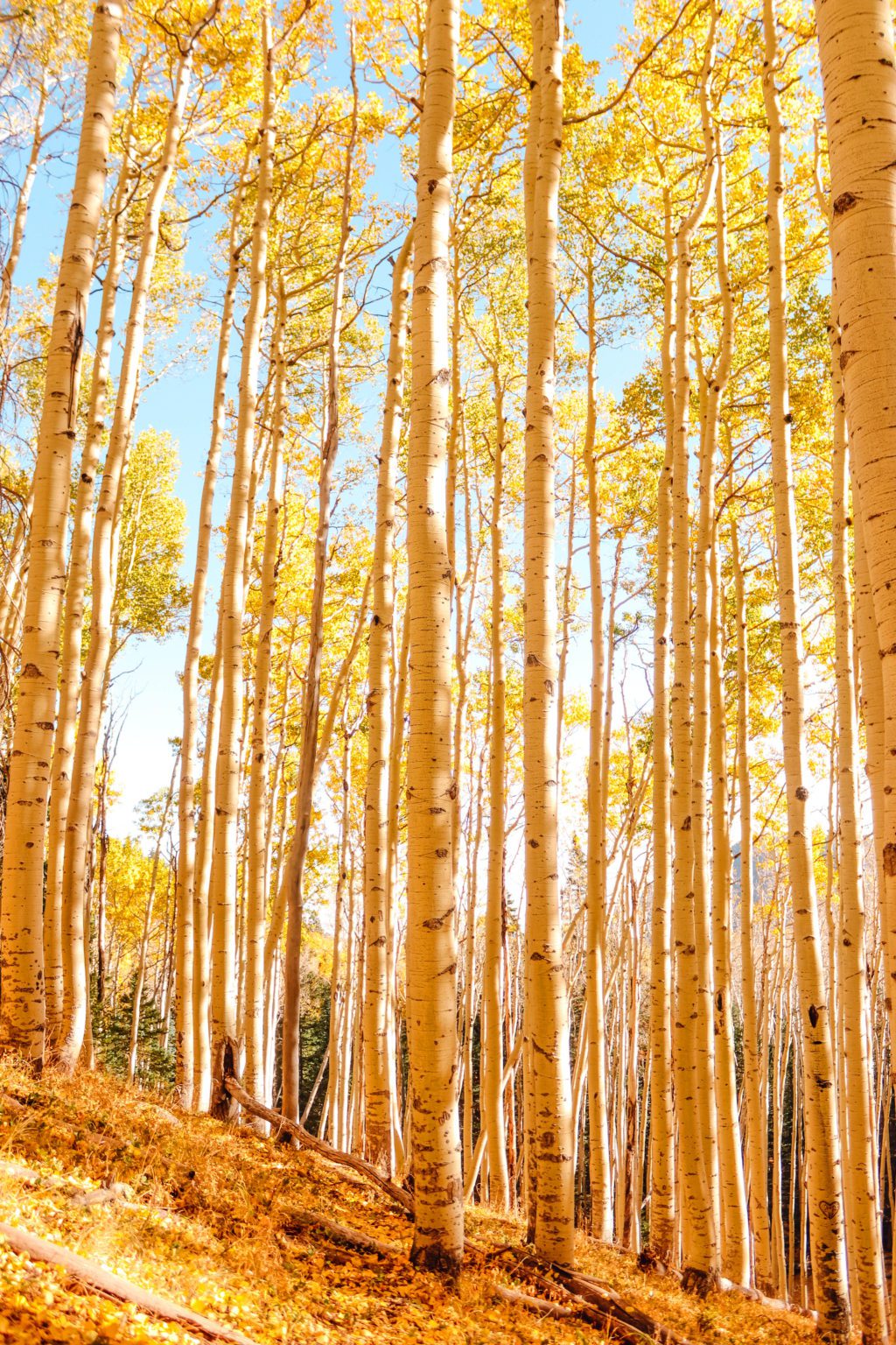 15 Fun Things to do in Mesa Arizona with Kids | Simply Wander