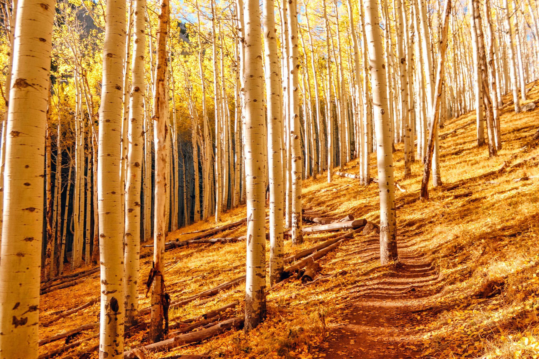 Lockett Meadow: The Best Fall Hike in Arizona - Simply Wander