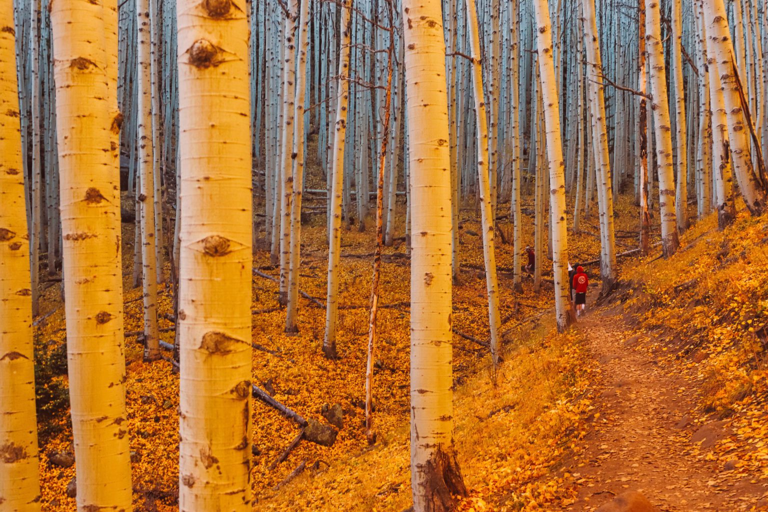 Lockett Meadow: The Best Fall Hike in Arizona | Simply Wander