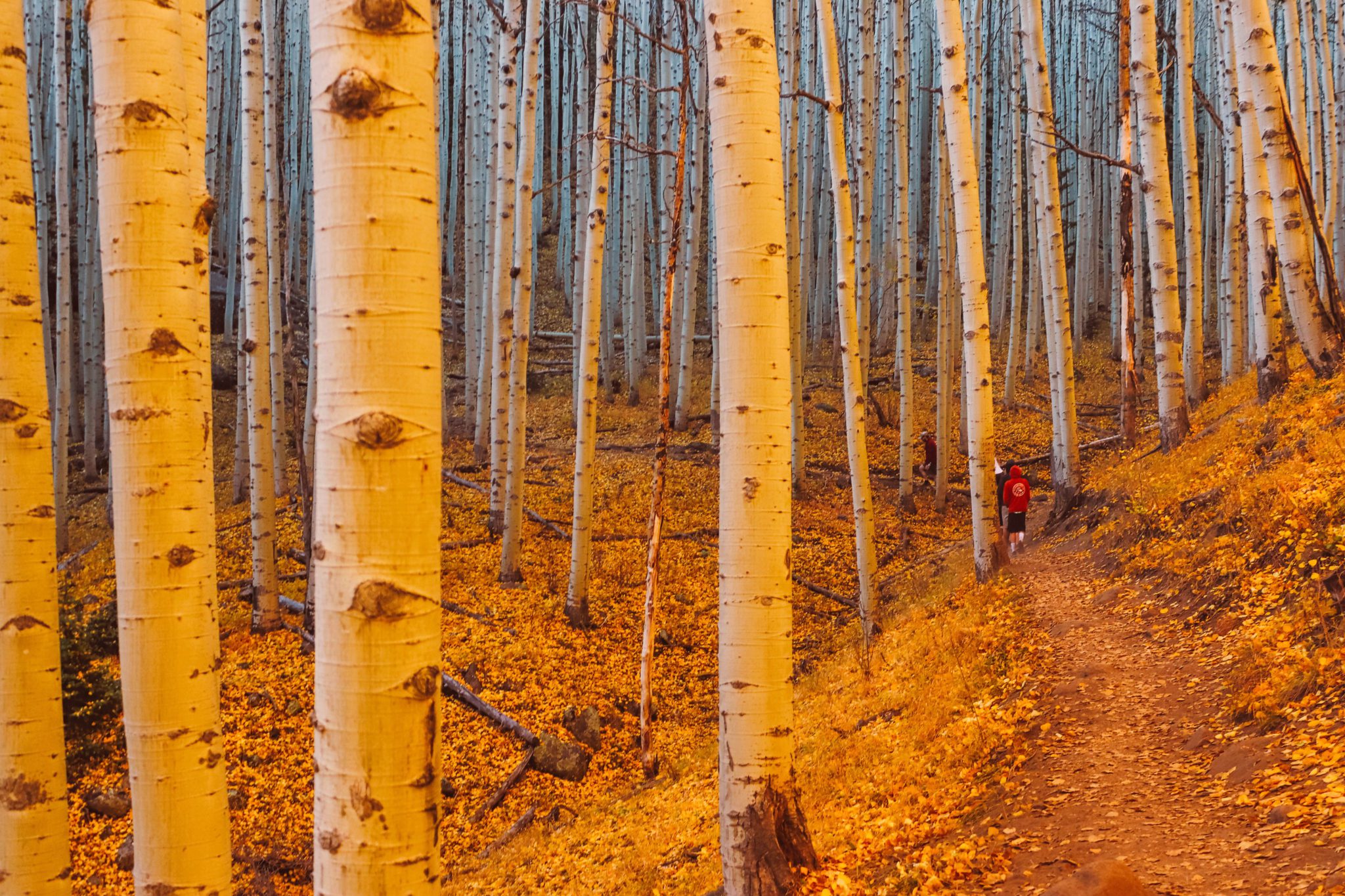 Lockett Meadow: The Best Fall Hike in Arizona | Simply Wander
