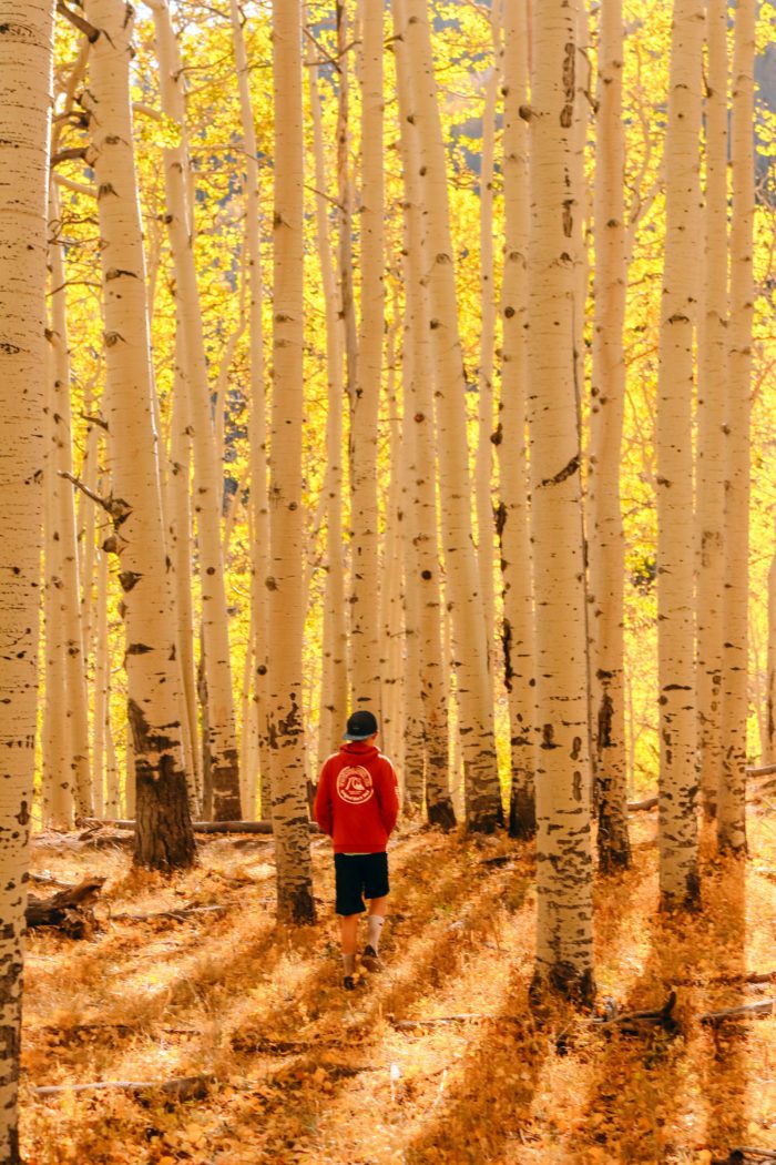 Lockett Meadow: The Best Fall Hike in Arizona | Simply Wander