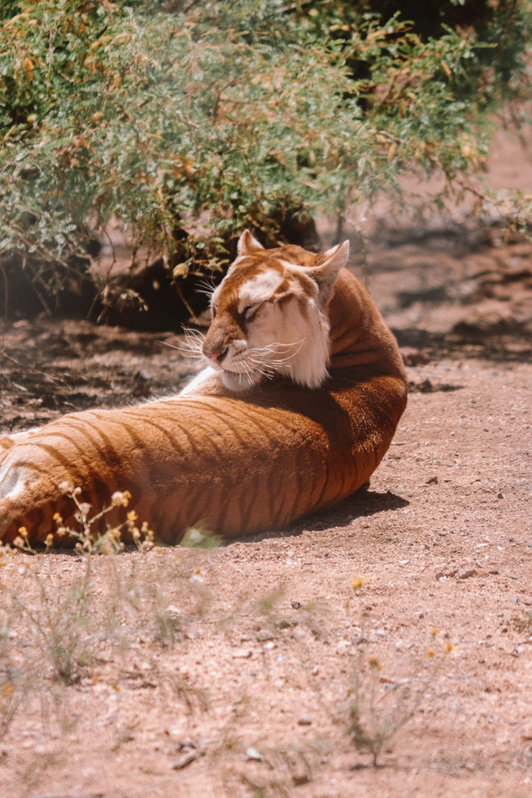 7 Unique Things to do in Kingman AZ | Simply Wander