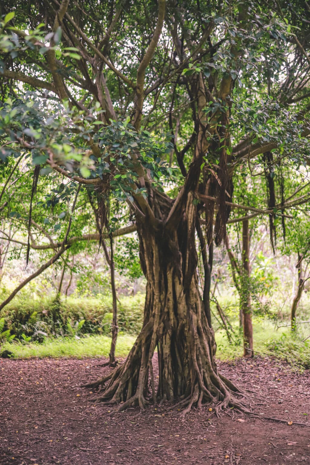 Makamakaole Falls: A Maui Hawaii Hidden Gem | Simply Wander