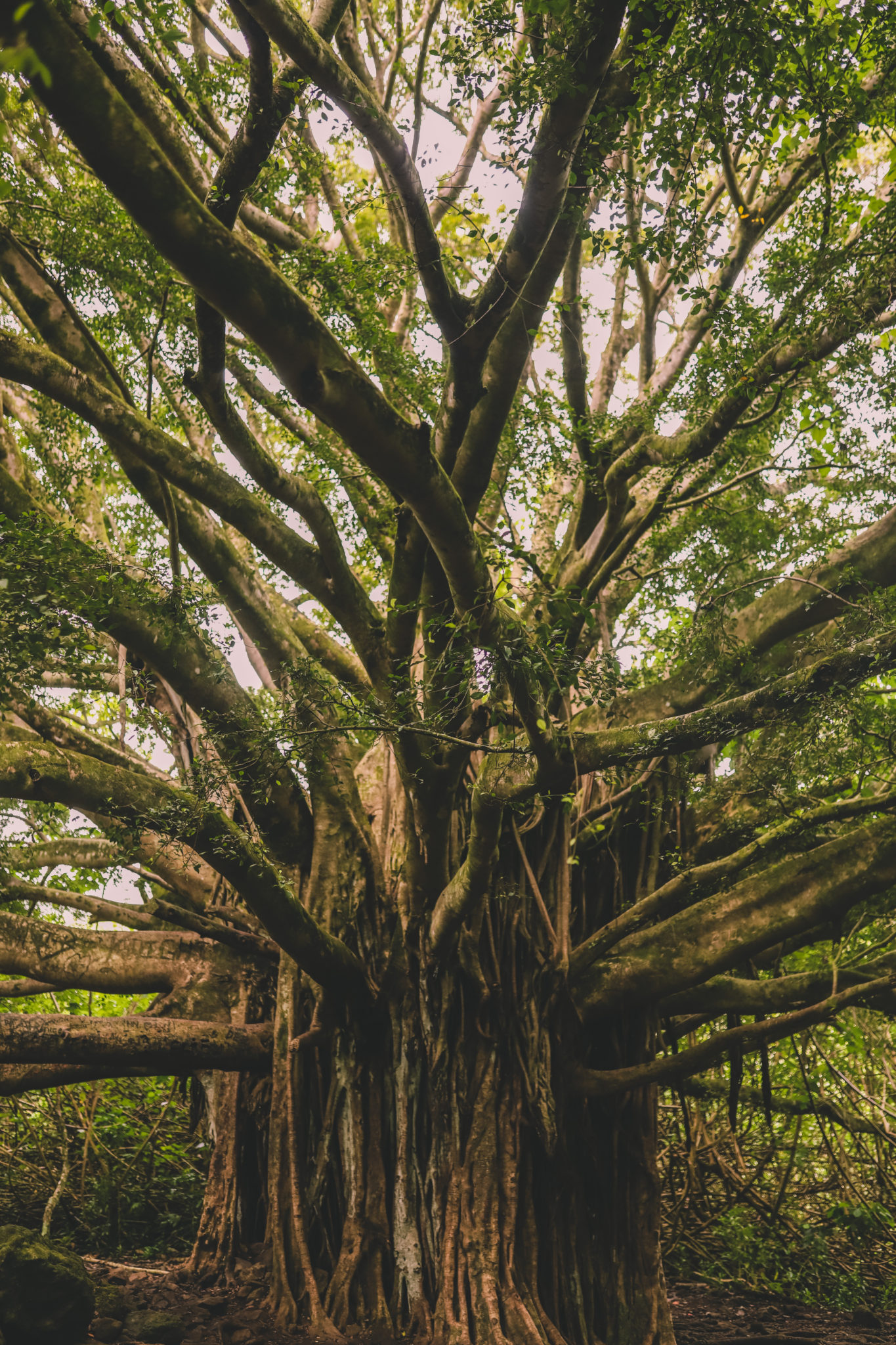 Pipiwai Trail: The Best Waterfall Hike in Maui Hawaii - Simply Wander