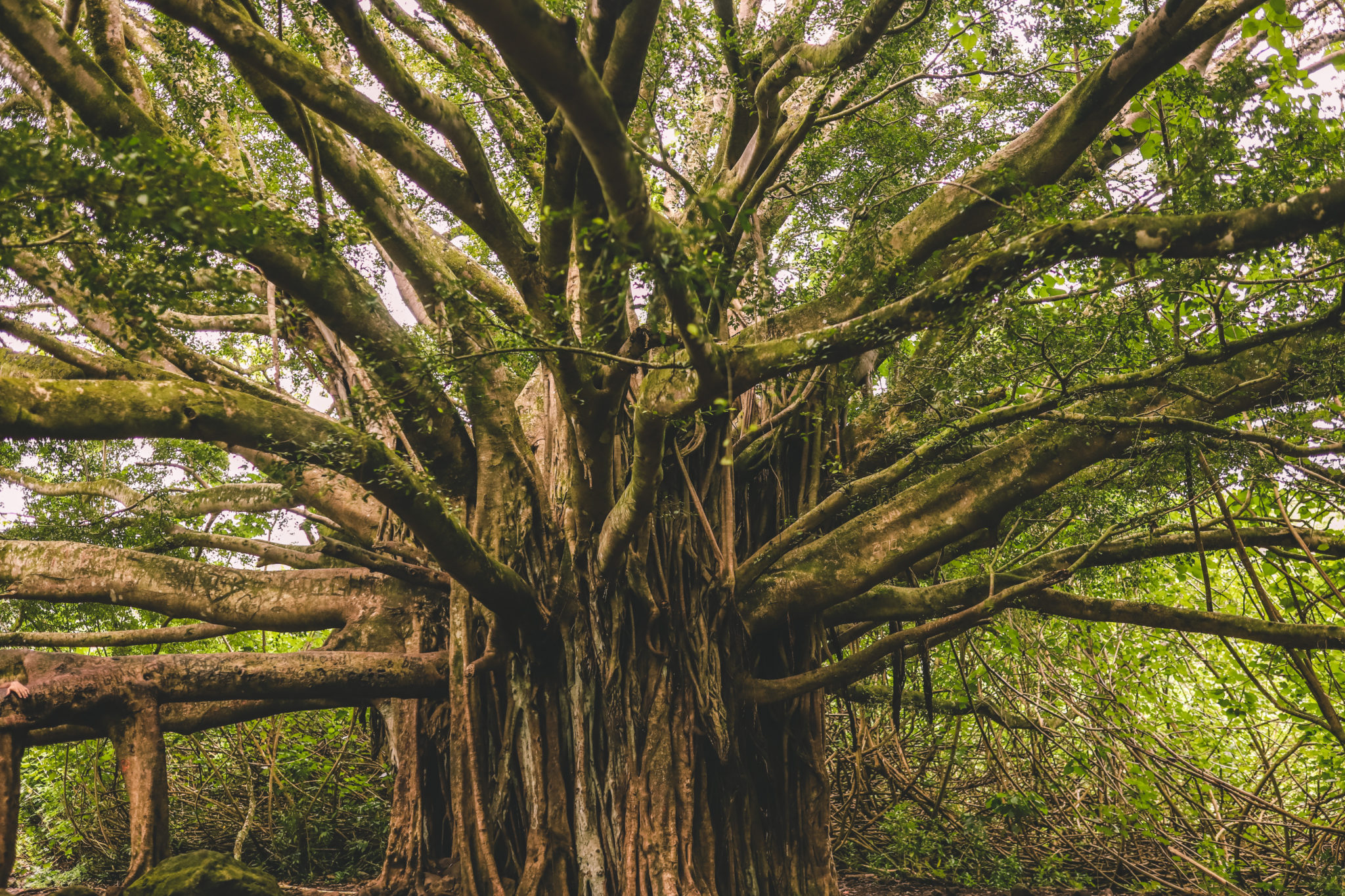 Pipiwai Trail: The Best Waterfall Hike in Maui Hawaii | Simply Wander