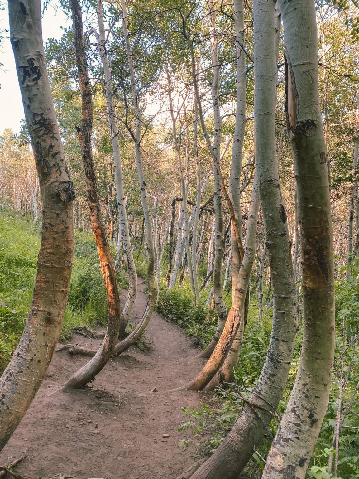 Stewart Falls: The Best Waterfall Hike in Utah | Simply Wander