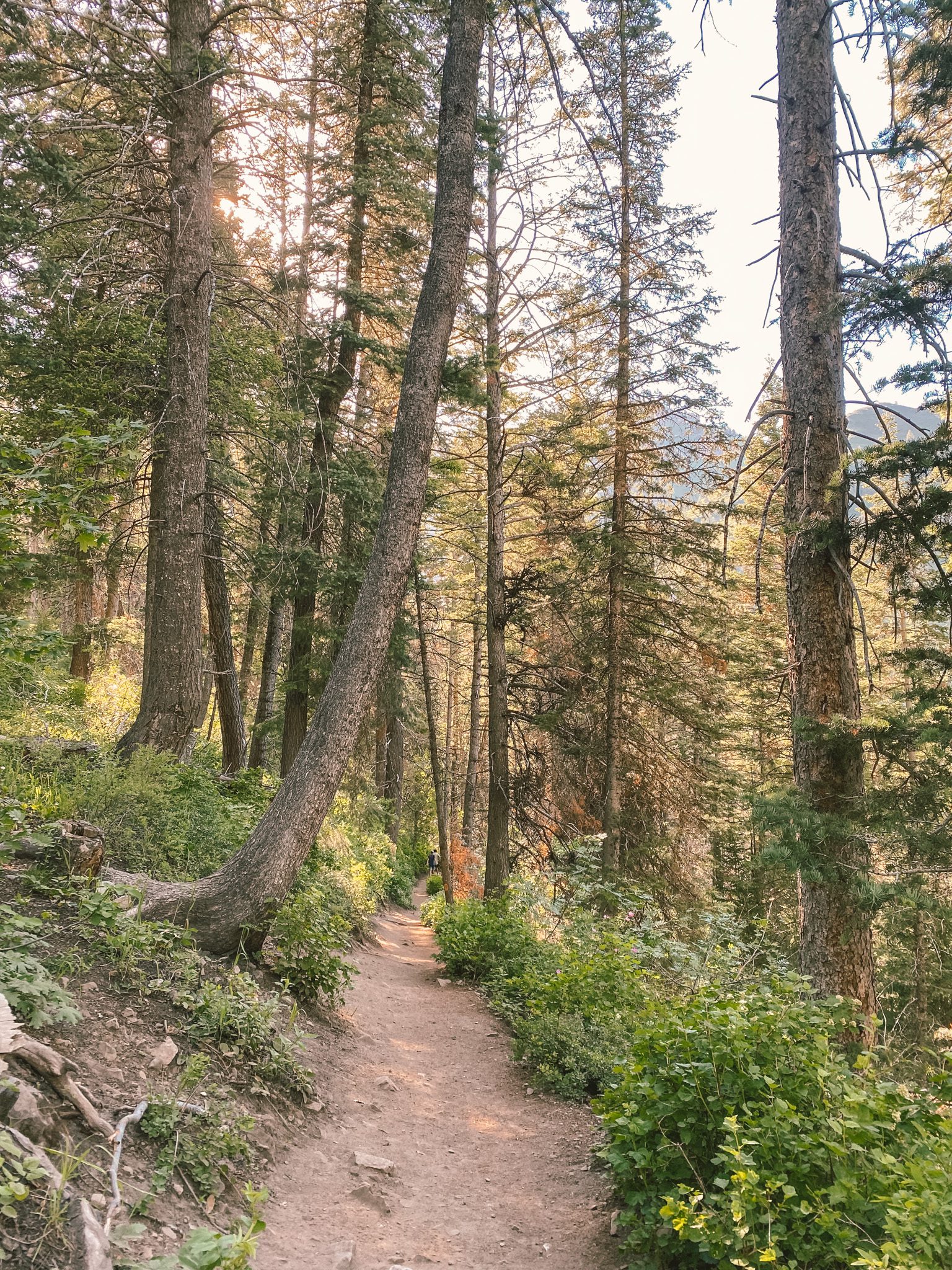 Stewart Falls: The Best Waterfall Hike in Utah | Simply Wander
