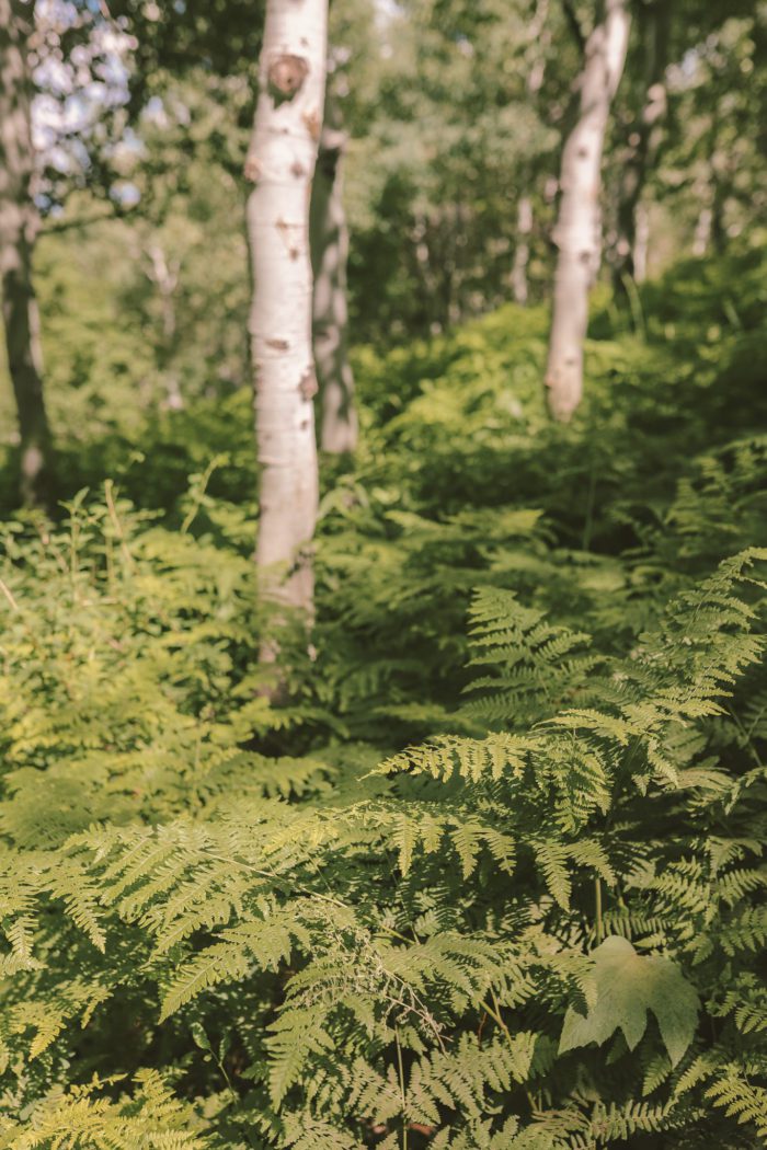 Stewart Falls: The Best Waterfall Hike in Utah | Simply Wander