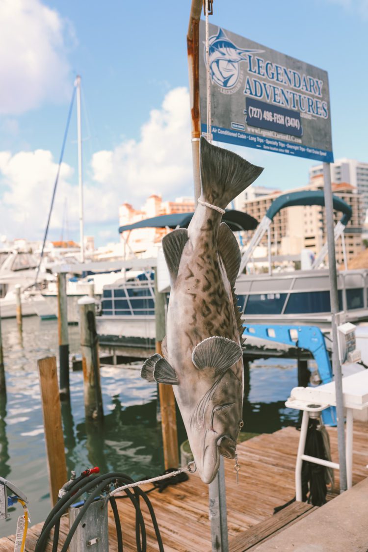 7 Things to Do in Clearwater, Florida | Simply Wander
