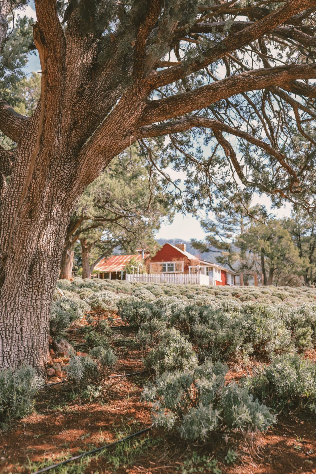 A First Time Guide to Visiting Strawberry, Arizona | Simply Wander