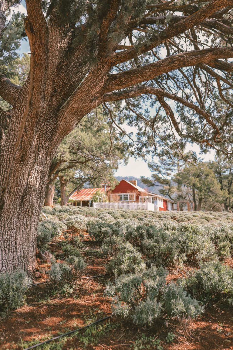 A First Time Guide to Visiting Strawberry, Arizona | Simply Wander