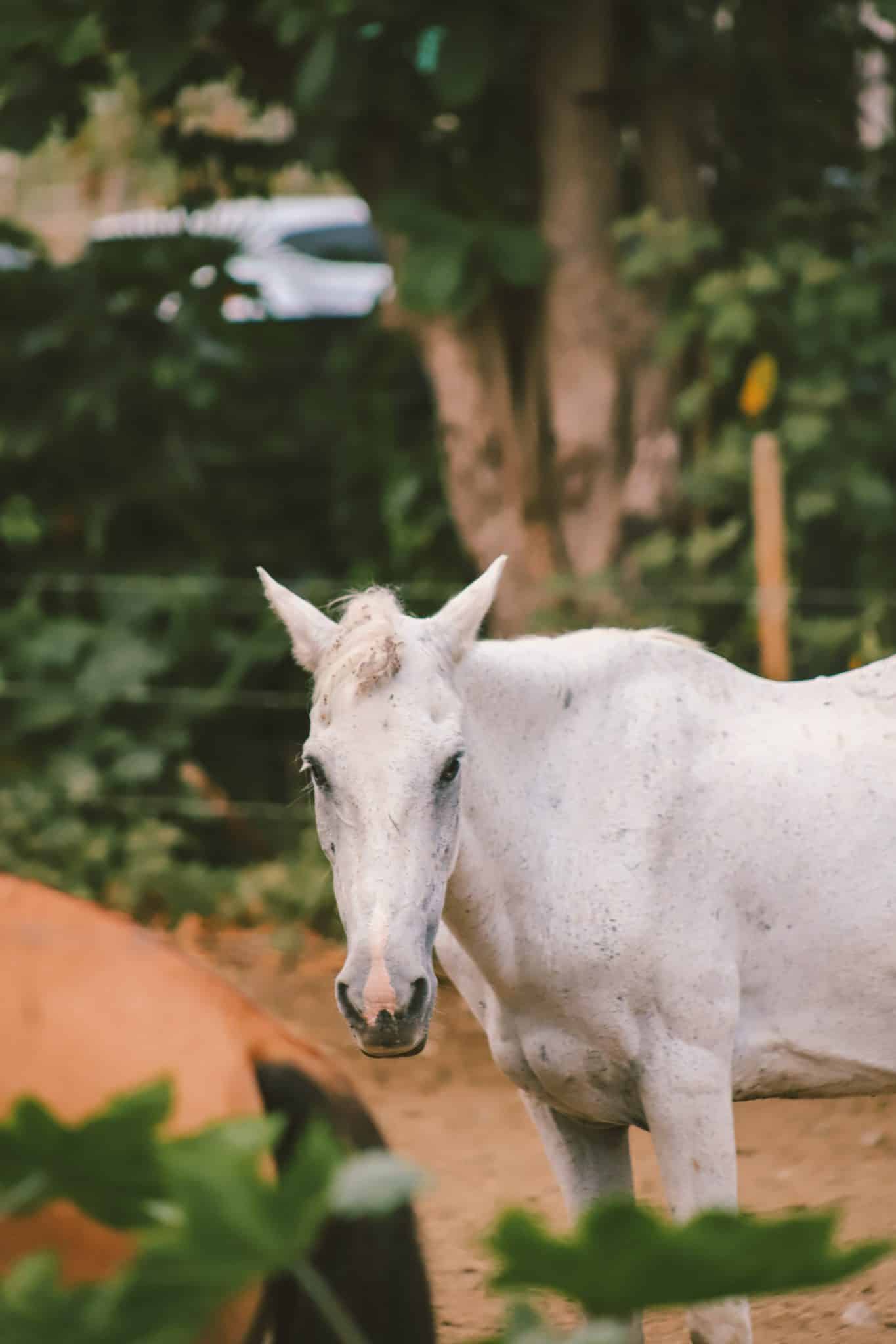 Visiting Carabalí Rainforest Park in Puerto Rico | Simply Wander
