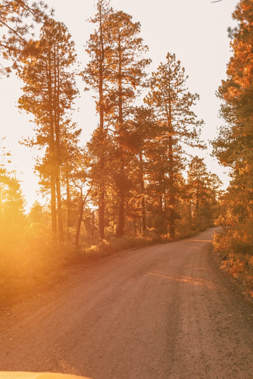 Blue Ridge Reservoir: An Arizona Hidden Gem Simply Wander