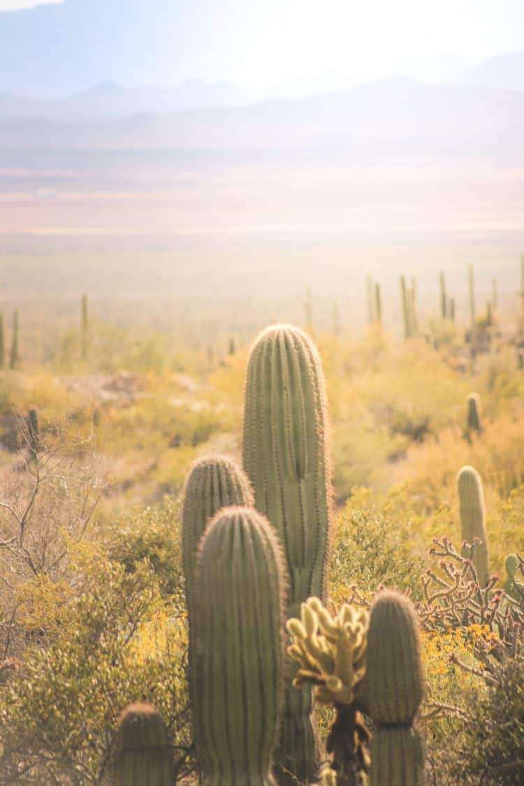 10 Fun Things to Do in Tucson, Arizona | Simply Wander