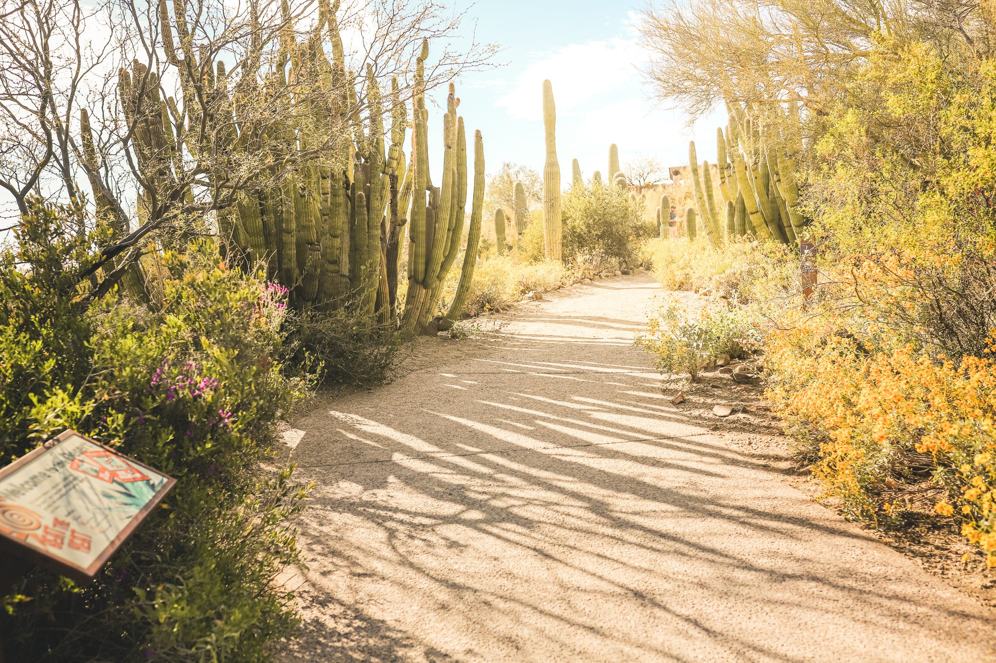 10 Fun Things to Do in Tucson, Arizona | Simply Wander