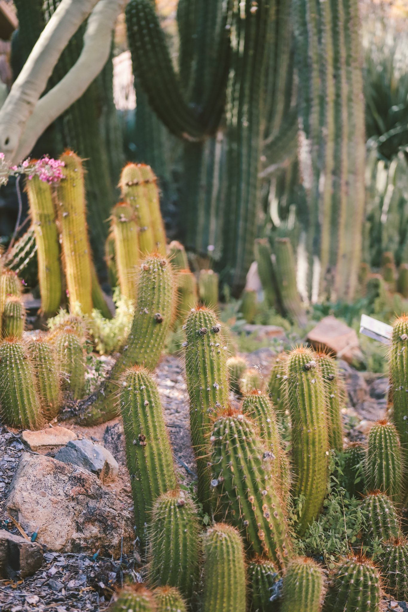 10 Fun Things to Do in Tucson, Arizona | Simply Wander