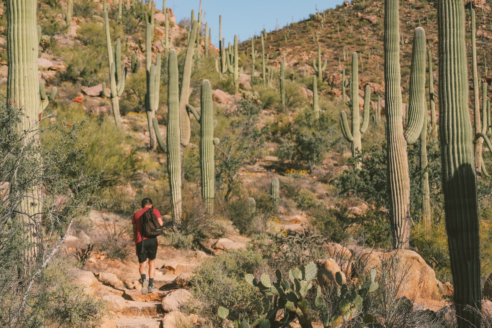10 Fun Things to Do in Tucson, Arizona | Simply Wander