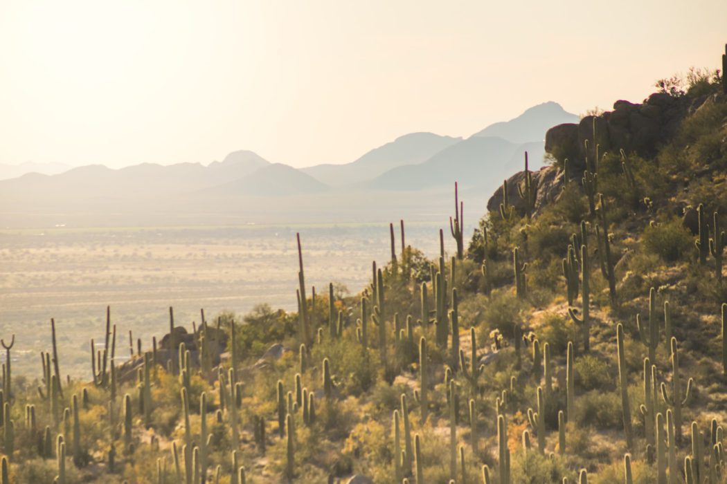 10 Fun Things to do in Tucson, Arizona - Simply Wander