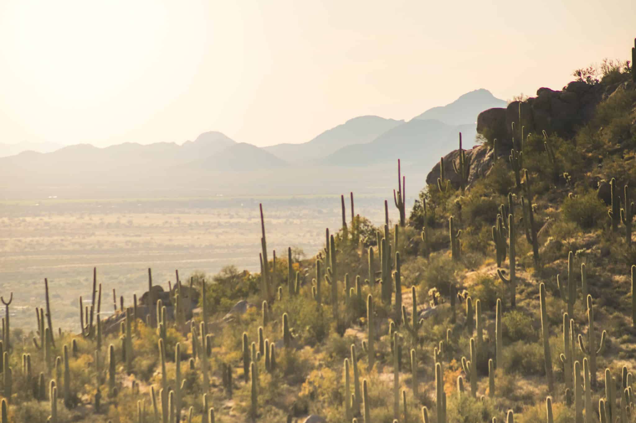10 Fun Things to do in Tucson, Arizona - Simply Wander