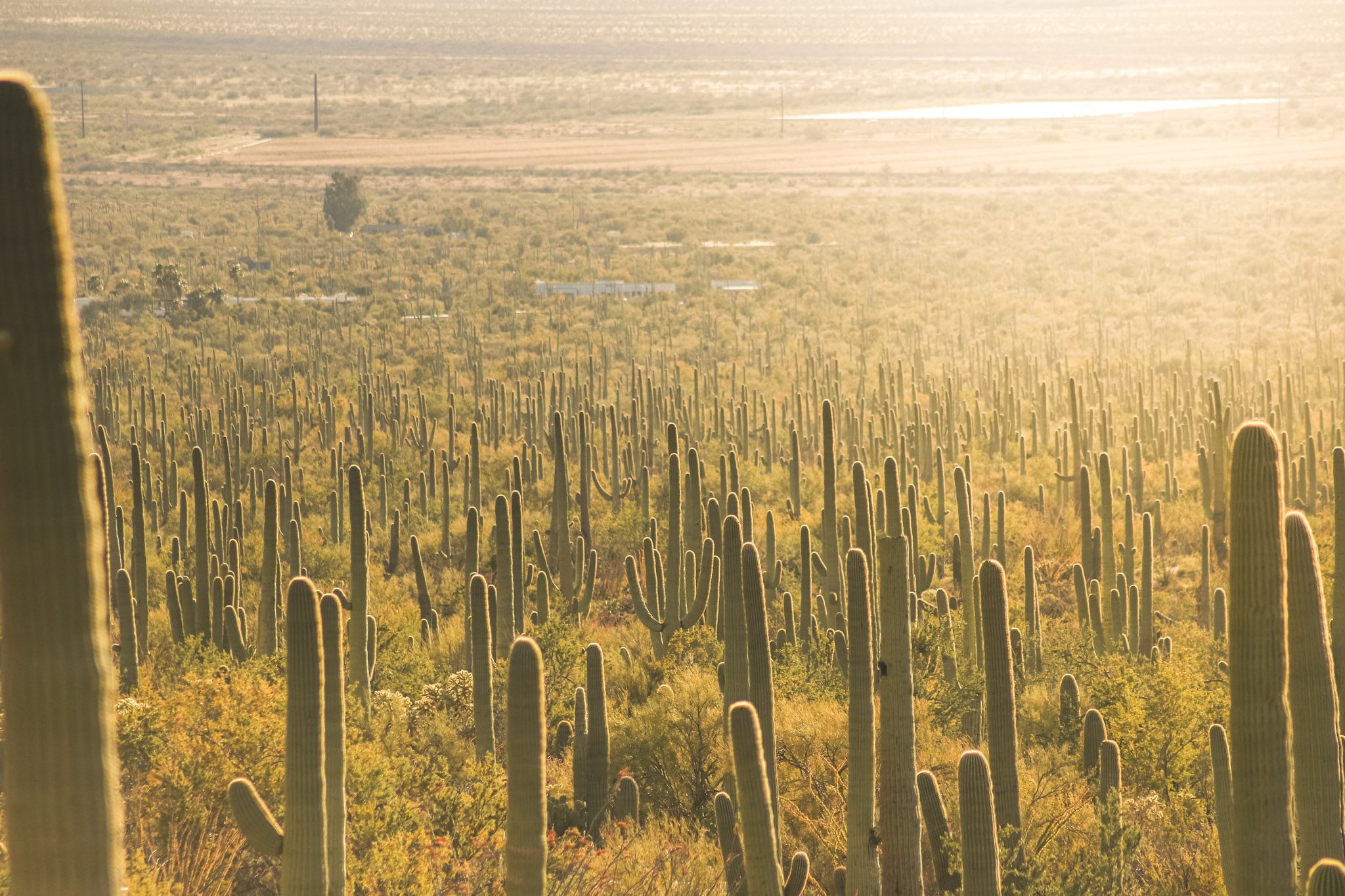 10 Fun Things to do in Tucson, Arizona - Simply Wander