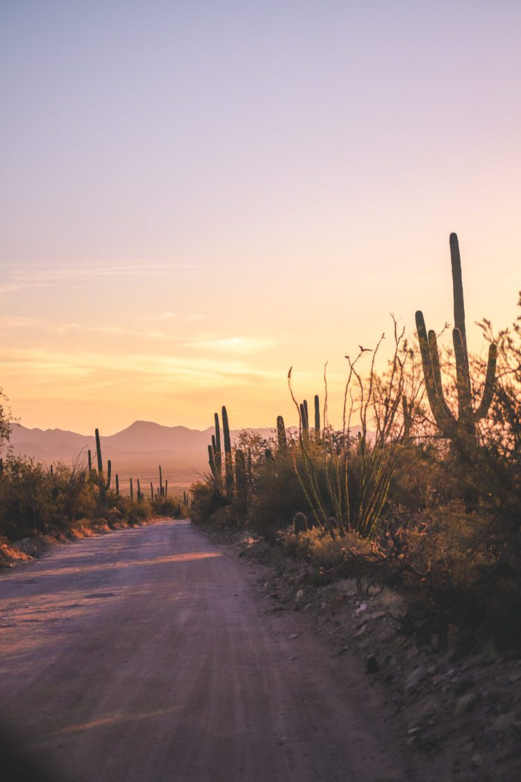 10 Fun Things to Do in Tucson, Arizona | Simply Wander