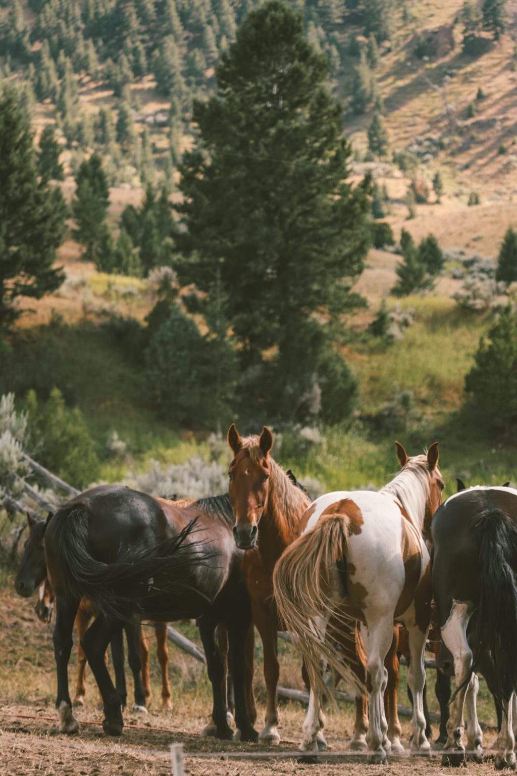 What it's Like to Stay at a Montana Dude Ranch | Simply Wander