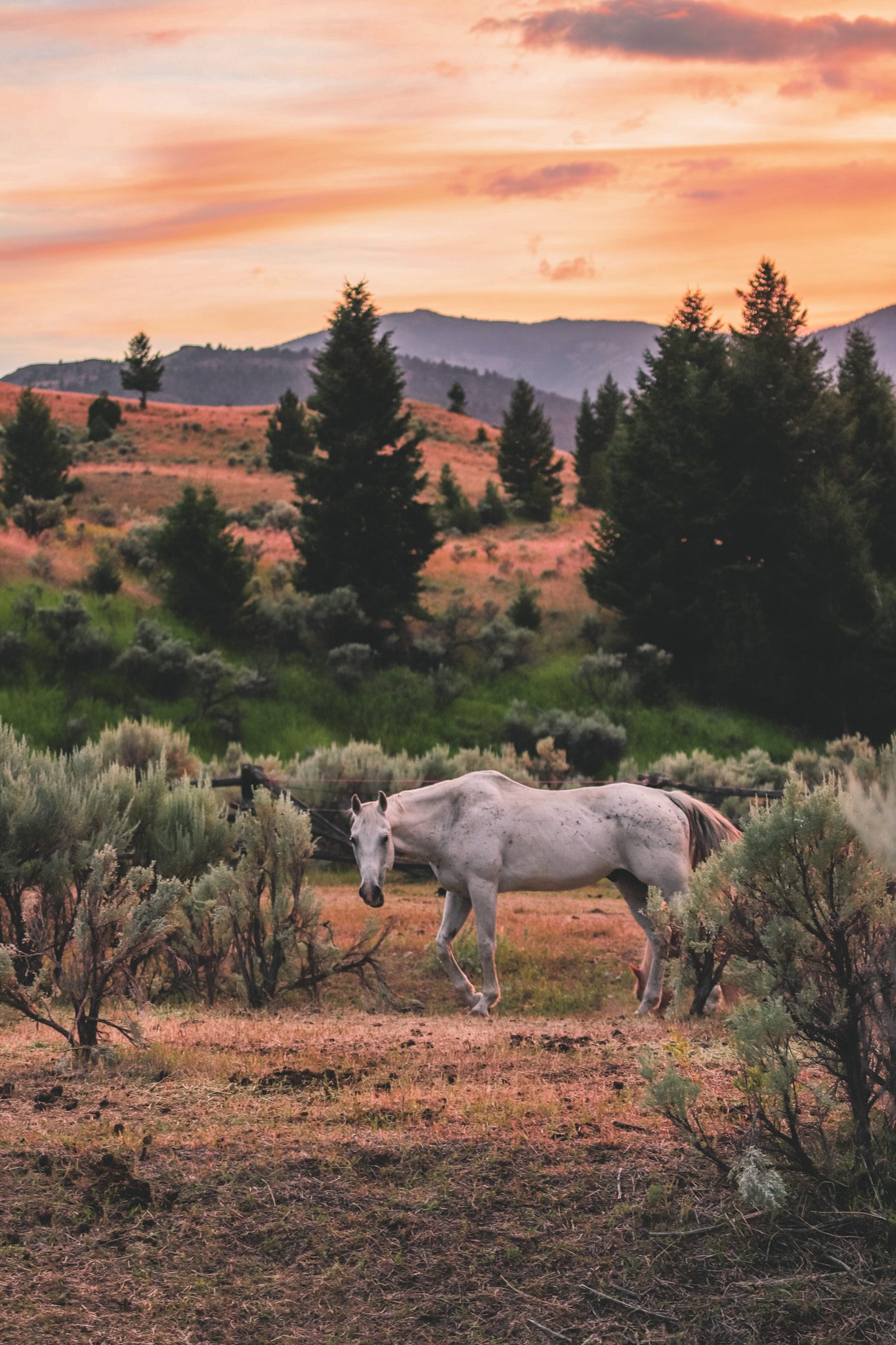 What it's Like to Stay at a Montana Dude Ranch | Simply Wander