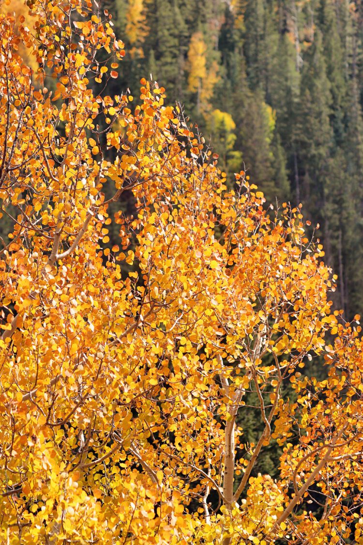 8 Places to See Fall Leaves in Arizona - Simply Wander