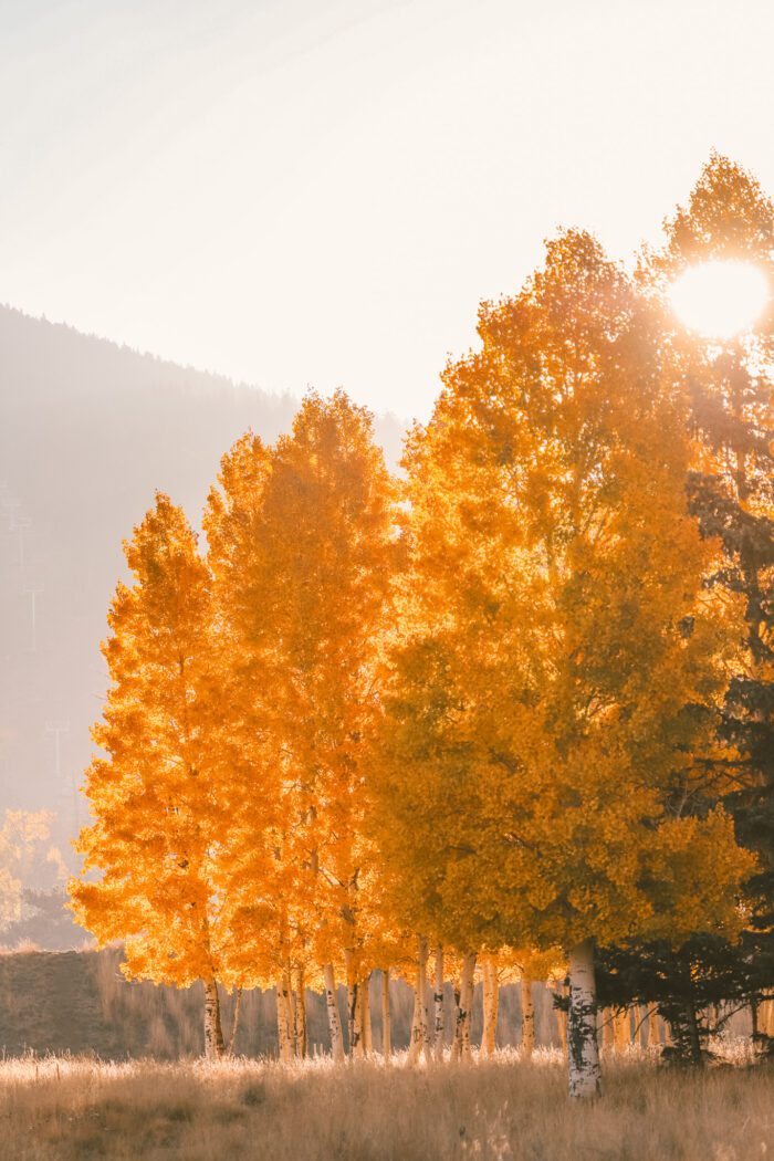 8 Places to See Fall Leaves in Arizona - Simply Wander