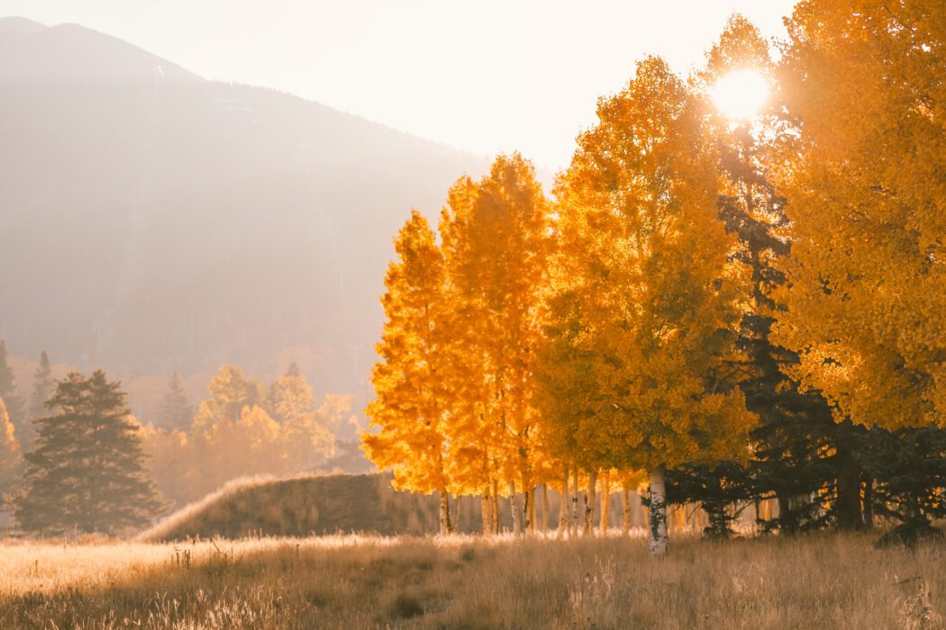 8 Places to See Fall Leaves in Arizona - Simply Wander
