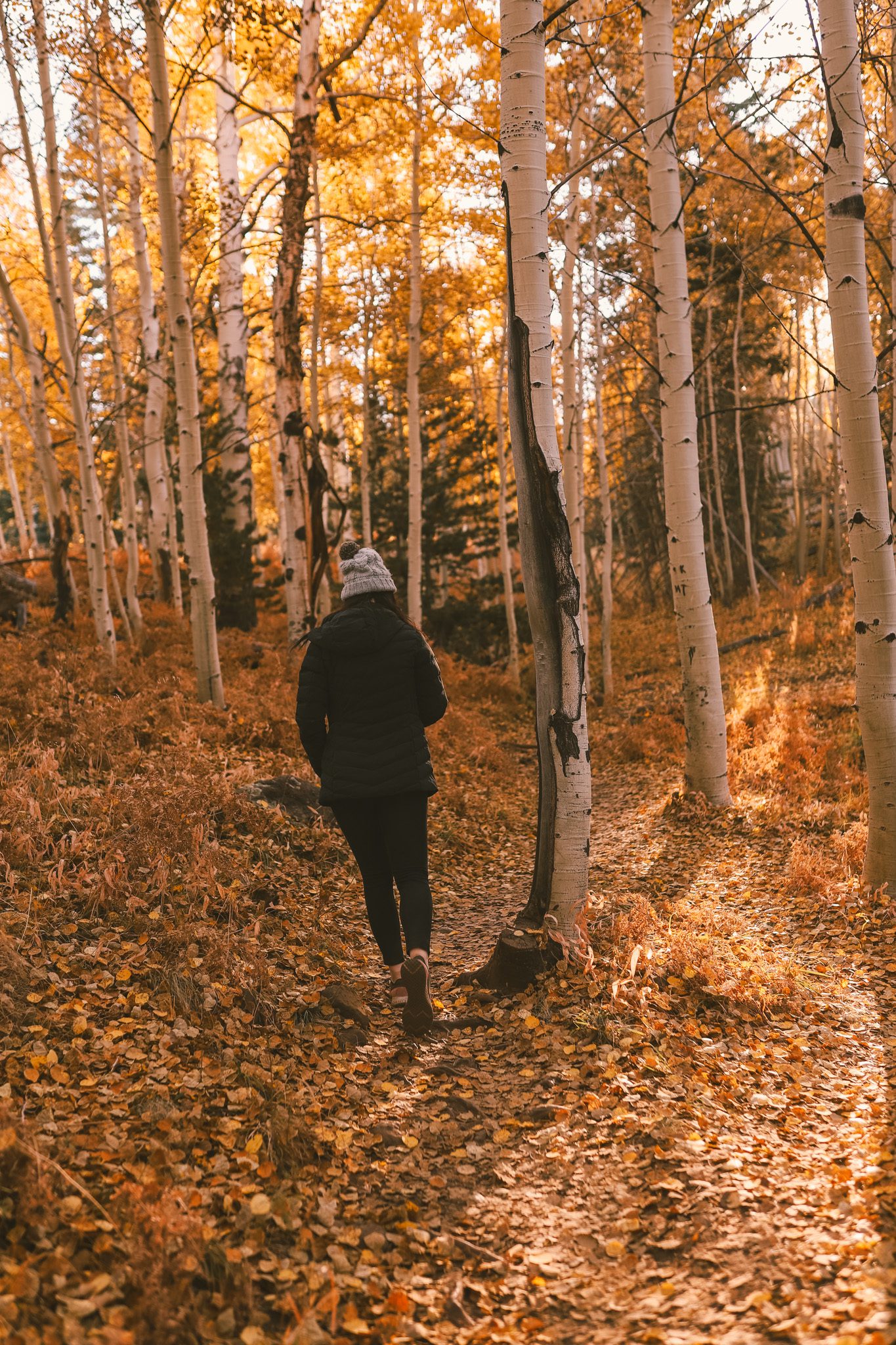 8 Places to See Fall Leaves in Arizona - Simply Wander