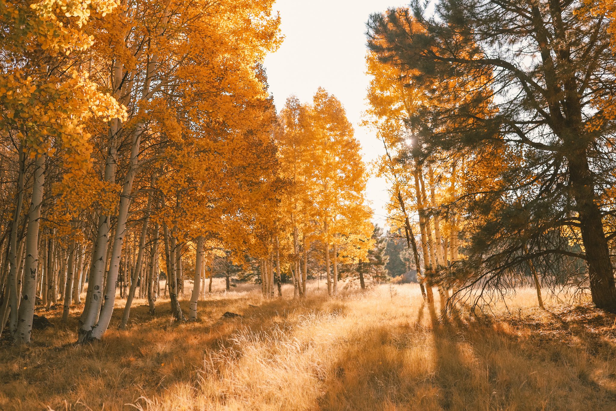 8 Places to See Fall Leaves in Arizona - Simply Wander