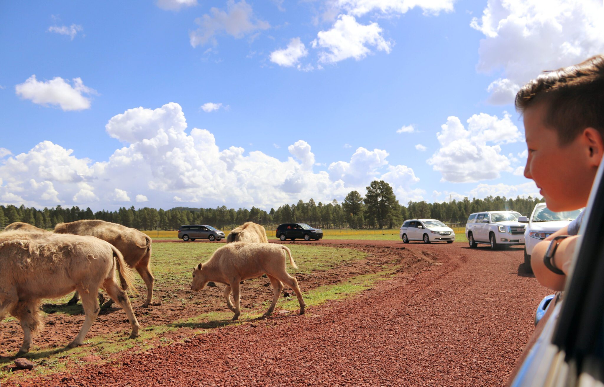 7 Things to Do in Williams, AZ | Simply Wander