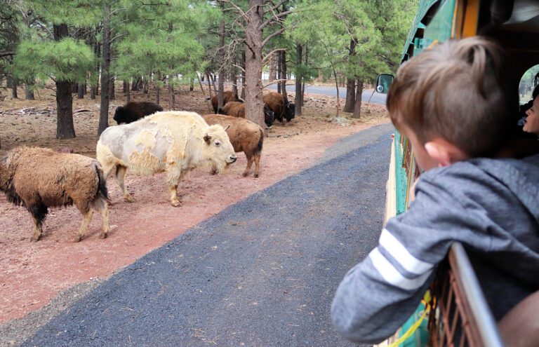 7 Things to Do in Williams, AZ | Simply Wander